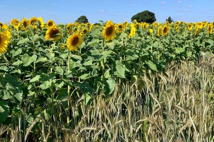 Frontier - Frontier Agriculture