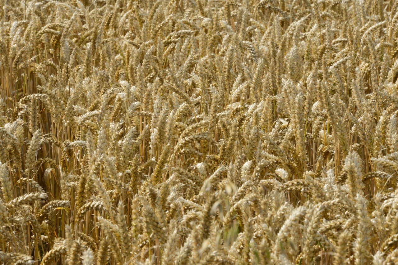 The UK's most popular field names - Frontier Blog - Frontier Agriculture