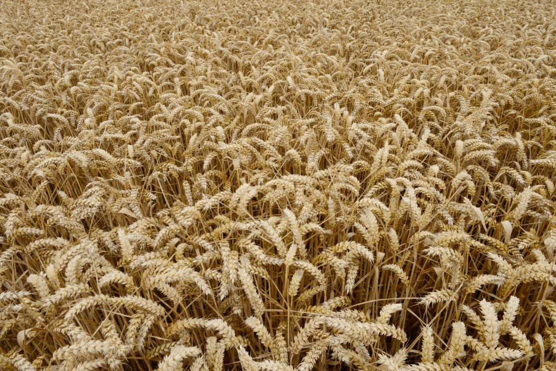 Field grain analysis can help determine the success of your fertiliser ...